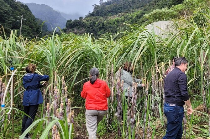 Eastern Madeira Sustainable Tour in a 4x4 with Lunch - Who Would Love This Tour?
