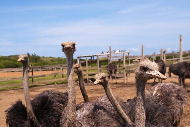 Eastern Treasures of Curacao Tour - What’s Included and What’s Not