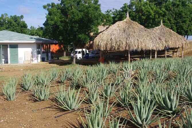 Eastern Treasures of Curacao Tour - How to Make the Most of This Tour