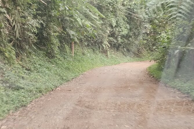 Easy Birdwatching in Cali Colombia (4 Hours) - Booking and Pricing