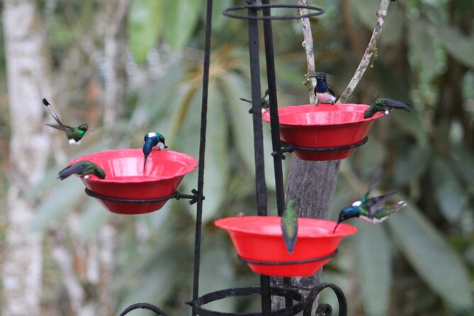 Easy Birdwatching in Cali Colombia (4 Hours) - Meeting and Pickup