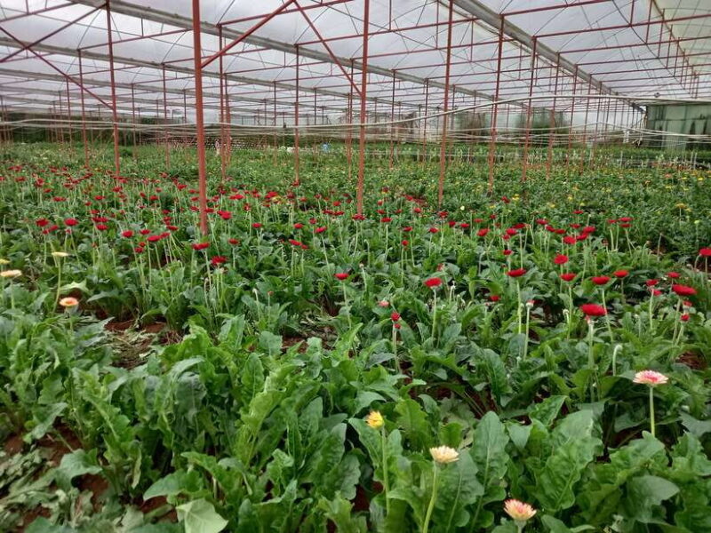 Easy Rider - Motorcycle Tour - Dalat Countryside Day Tour - FAQ