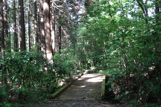 Easygoing Nature Walk in Hakone Tour - Accessibility and Participation