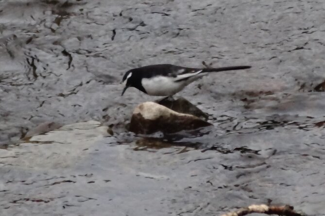 Easygoing Nature Walk in Hakone Tour - Positive Guest Experiences