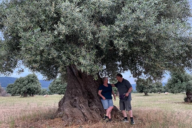 Ebike Tour Millennials Olive Trees Park with Aperitif - Pricing & Value