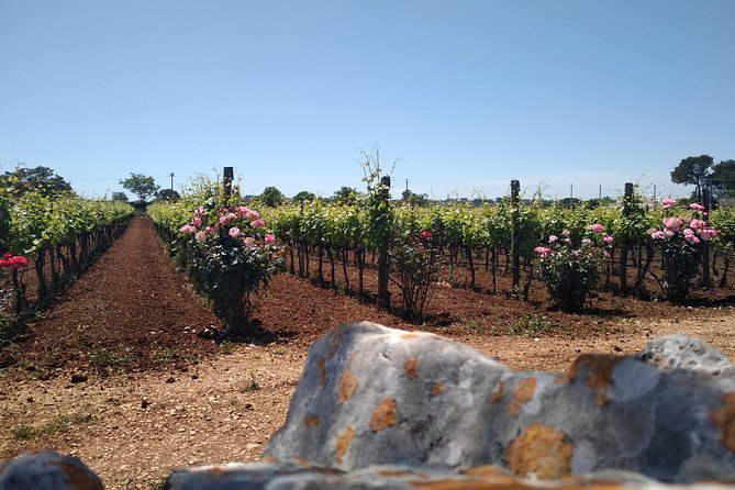 Ebike tours: Alberobello and the wines of Valle d'Itria - Final Thoughts