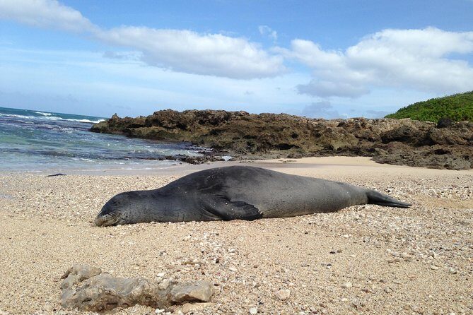 Eco-adventure friendly Aloha Island Tour - The Itinerary: A Closer Look at Each Stop