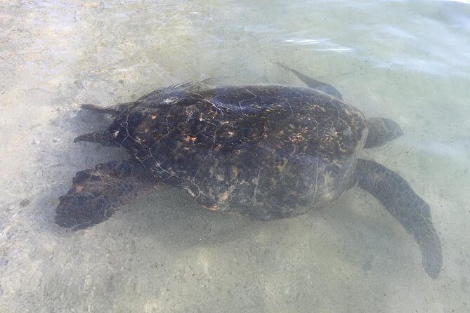 Eco-adventure friendly Aloha Island Tour - FAQs