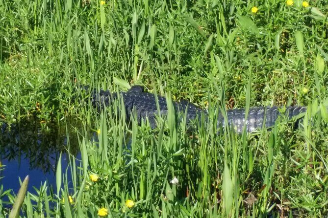 Eco Adventure Scenic Wildlife Boat Cruise - Why This Tour Offers Real Value