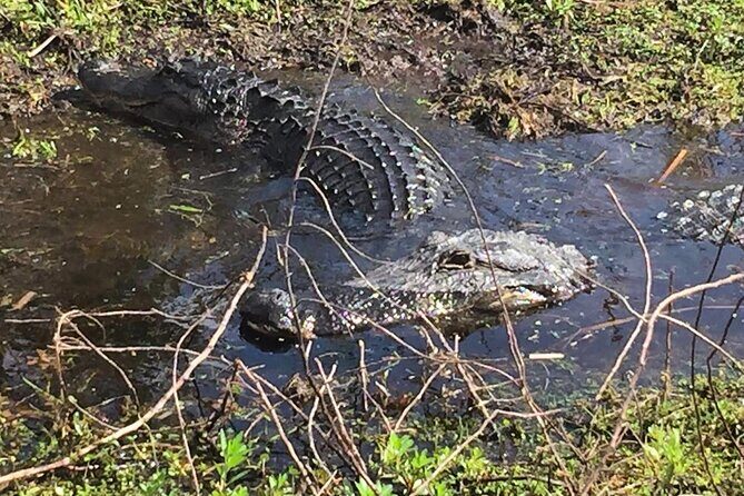Eco Adventure Scenic Wildlife Boat Cruise - Who Will Love This Experience?