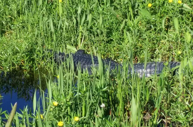 Eco Adventure Scenic Wildlife Boat Cruise - The Sum Up