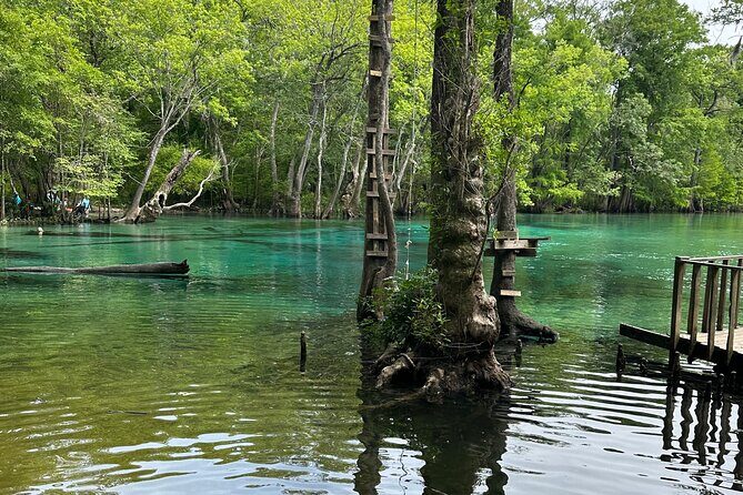 ECO adventure to Cypress Springs by Paddle Board or Kayak - An In-Depth Look at the Cypress Springs Eco Tour