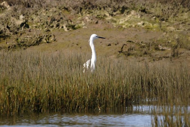 Eco Boat Tour in the Ria Formosa Lagoon From Faro - Preparing for the Eco Boat Adventure