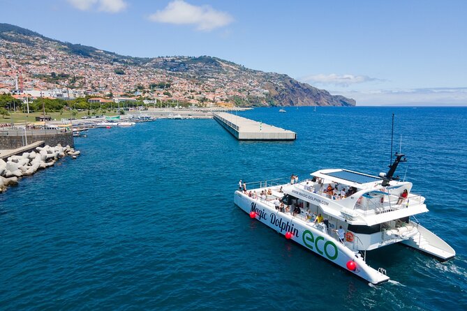 Eco-Friendly Catamaran Dolphin and Whale Watching - Who This Tour Is Best For