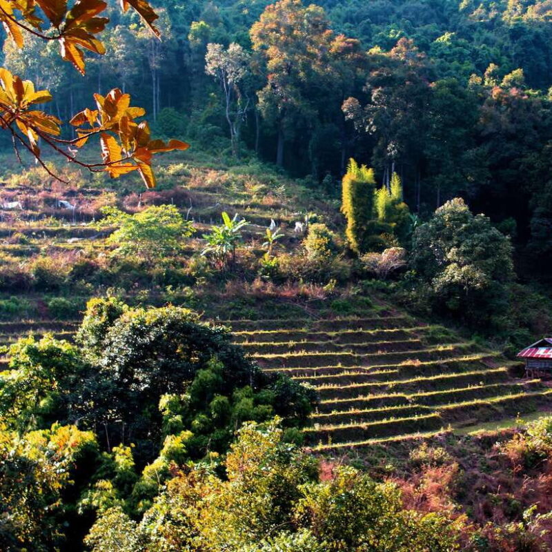 Eco-Friendly: Doi Inthanon & Pha Dok Siew Trekking Day Trip - Authentic Experiences and Traveler Perspectives