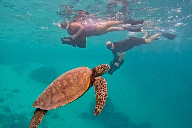 Eco Friendly Sea Scooter Turtle Tour in Rarotonga - An Introduction to the Rarotonga Sea Scooter Turtle Tour