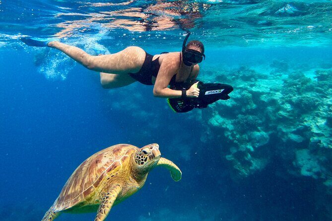 Eco Friendly Sea Scooter Turtle Tour in Rarotonga - What Makes This Tour Special
