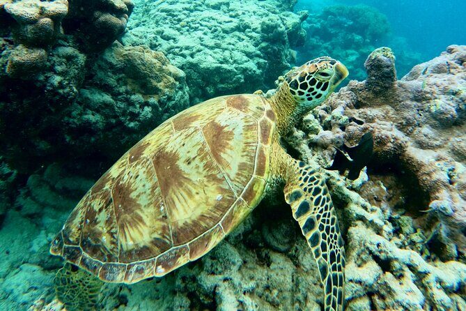 Eco Friendly Sea Scooter Turtle Tour in Rarotonga - Insights from Reviewer Feedback