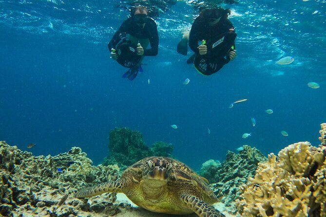 Eco Friendly Sea Scooter Turtle Tour in Rarotonga - Practical Considerations