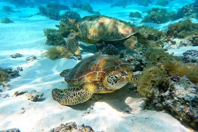 Eco Kayak Excursion in Moorea Lagoon for a Day - Introduction: An Unforgettable Lagoon Experience
