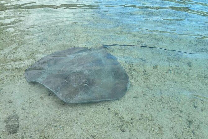Eco Kayak Excursion in Moorea Lagoon for a Day - Practical Tips for Booking and Participating