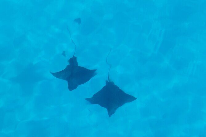 Eco Kayak Excursion in Moorea Lagoon for a Day - Final Thoughts: Who Should Consider This Tour?