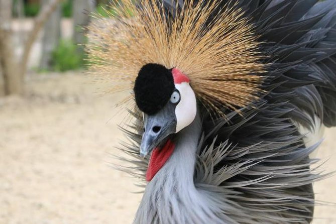 Eco Plan National Aviary and Lunch in Playa Mambo Beach Barú - Overview of the Tour