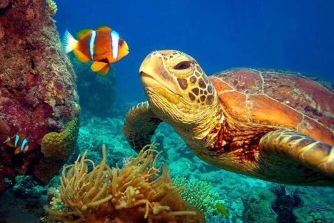 Eco Sea Scooter Guided Beach Tour From The Famous Kapalua Bay - Frequently Asked Questions (FAQ)