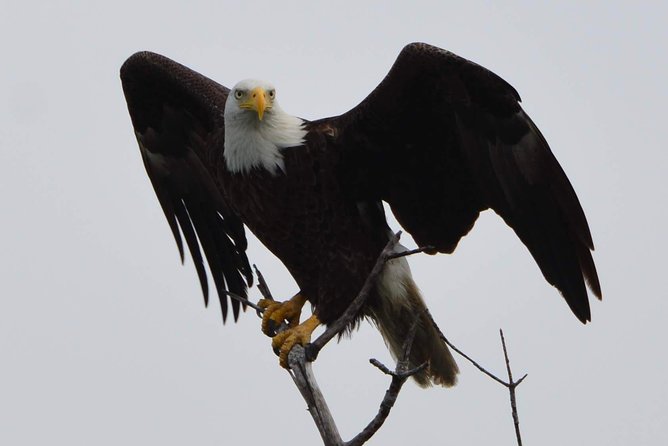 Eco Shelling Cruise to Keewaydin Island - Who Should Book This Tour?