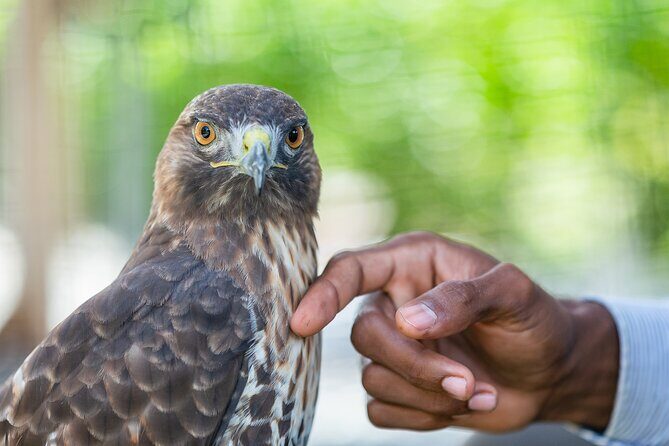 Eco Tour in the Cenotes Indigenous Eyes in Punta Cana - Summary of the Experience