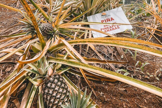 ECO TOUR Playa El Limon (Excursion Multi-activites) - The Experience: What to Expect from Start to Finish