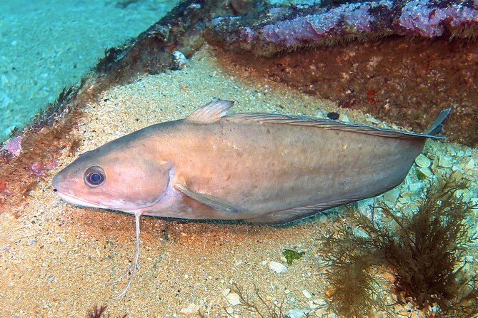 Eco - Try Dive - Authentic Experiences and What Travelers Say