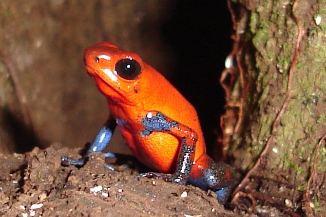 Ecogarden Arenal Night Walk - Meeting Point and Schedule