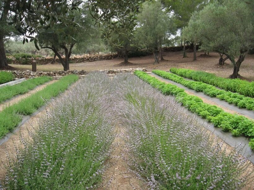 Ecoherbes - Guided Visit to the botanical garden - Introduction