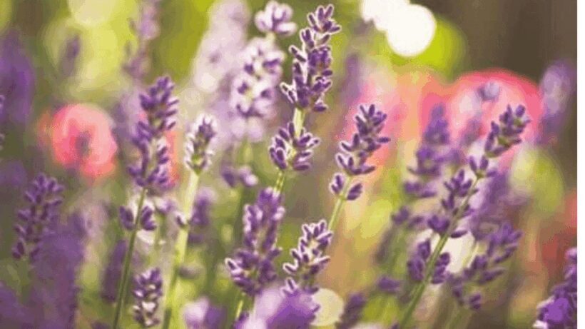 Ecoherbes - Guided Visit to the botanical garden - The Guided Tour: What to Expect