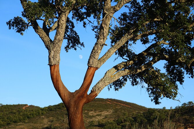 Ecotourism experience with archaeological route, local gastronomy and art workshop - Final Thoughts