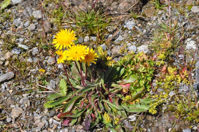 EDIBLE SPONTANEOUS PLANTS - Key Points