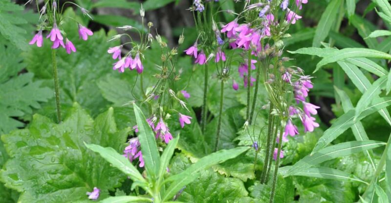 EDIBLE SPONTANEOUS PLANTS - Reserving Your Spot