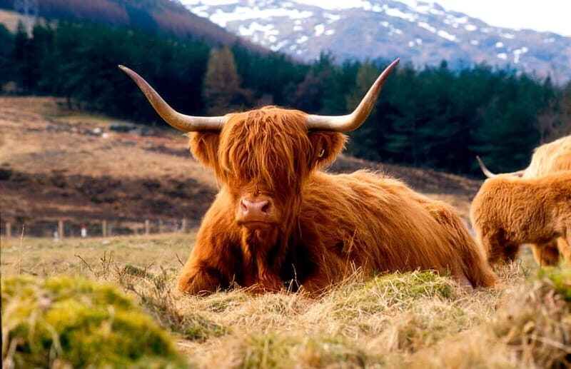 Edinburgh: Balmoral Castle and Scone Palace Royal Tour - A Deep Dive into the Itinerary