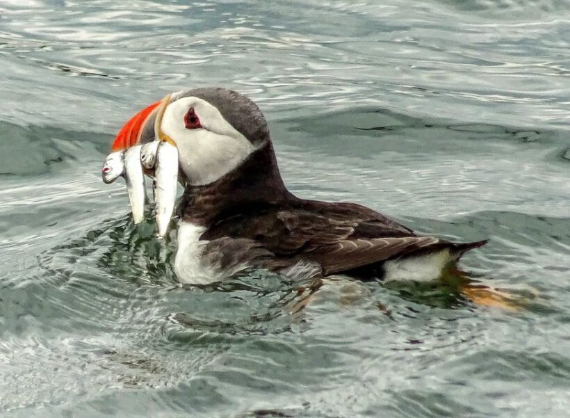 Edinburgh: 'Firth of Forth' Three Bridges Sightseeing Cruise - The Sum Up: Who Should Consider This Experience?