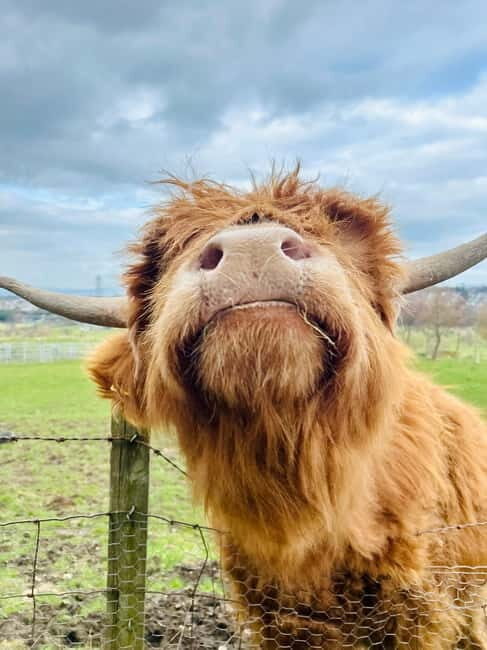 Edinburgh: Highland Cow, Blackness Castle, and Cake Tour - Highland Coo Farm Experience