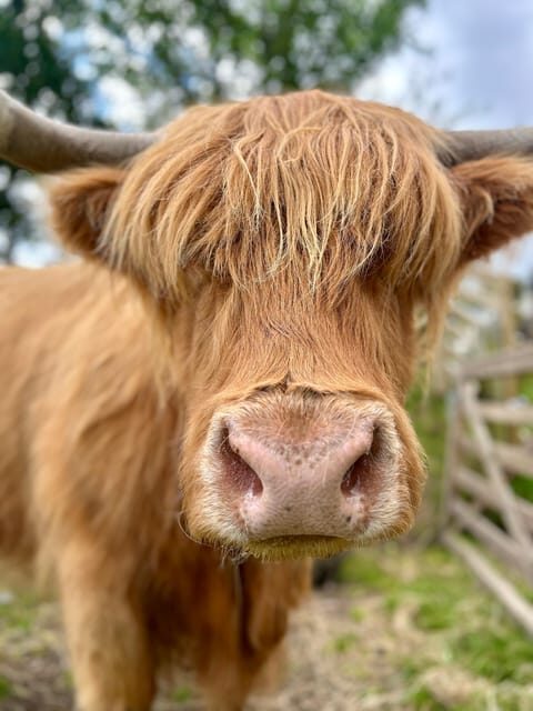 Edinburgh: Highland Cow, Blackness Castle, and Cake Tour - Pricing and Value