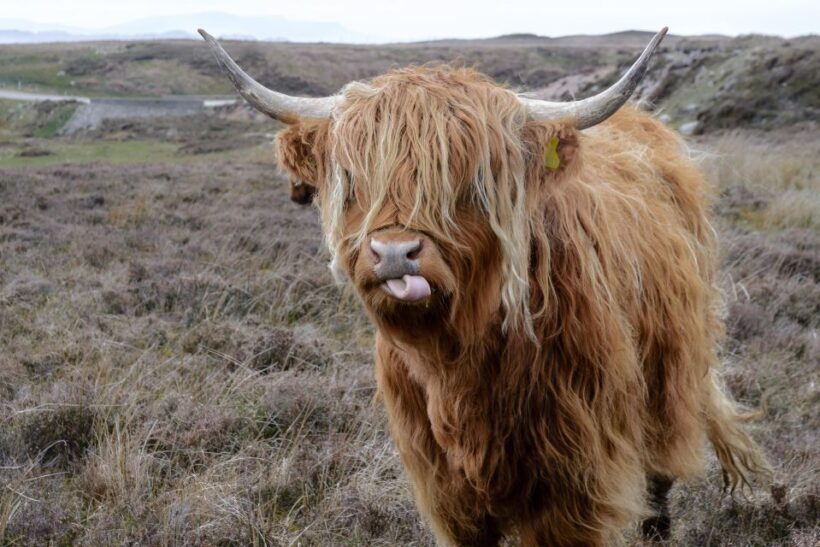 Edinburgh: Hill & Nature Hike With a Local - Final Words