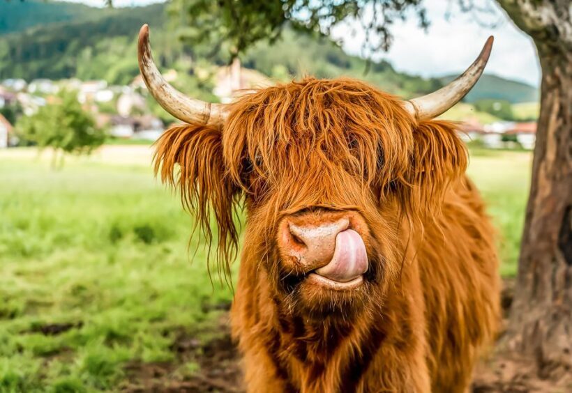 Edinburgh: Loch Ness, Glencoe & the Scottish Highlands Tour - Frequently Asked Questions