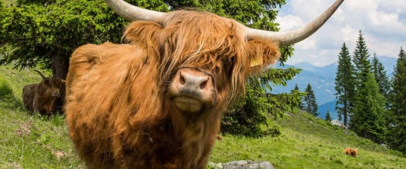 Edinburgh: Loch Ness, Scenic Walk, Glencoe & Whisky Day Tour - Who Will Find This Tour Perfect?