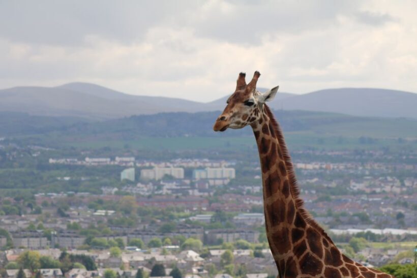 Edinburgh Zoo Entrance Ticket - An Introduction to Edinburgh Zoo