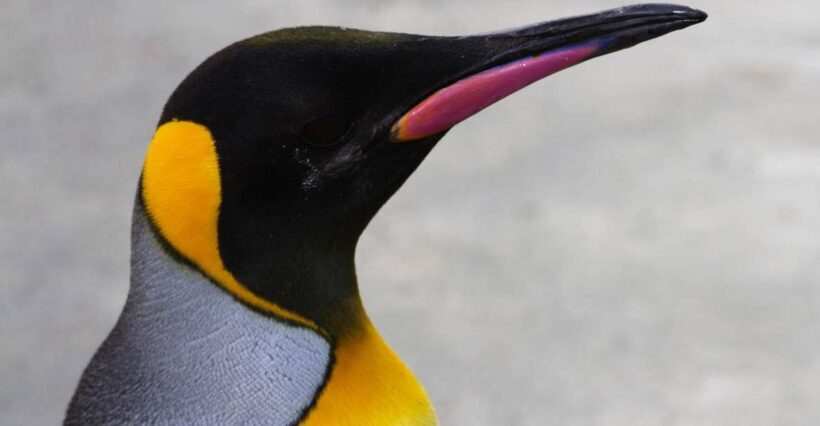 Edinburgh Zoo Entrance Ticket - What to Expect: A Day at the Zoo