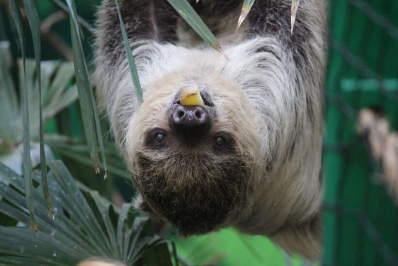 Edinburgh Zoo Entrance Ticket - Practical Tips for Visiting