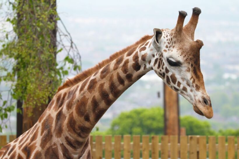 Edinburgh Zoo Entrance Ticket - The Sum Up: Who Will Love Edinburgh Zoo?