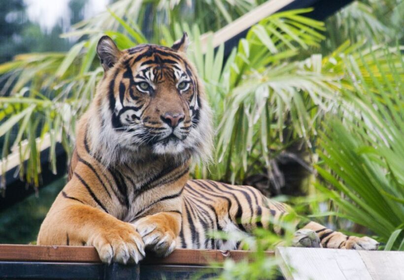 Edinburgh Zoo Entrance Ticket - FAQ